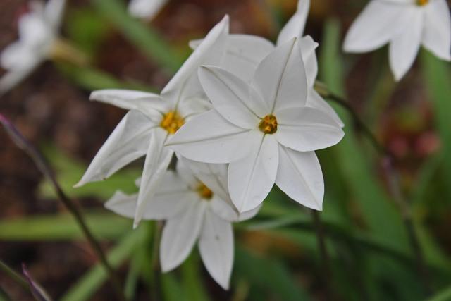 Photo of the bloom of Spring Starflower (Ipheion uniflorum 'Alberto ...