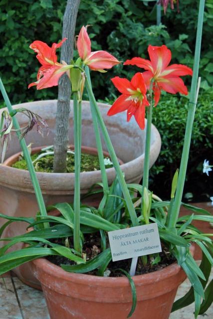 Photo of the entire plant of Amaryllis (Hippeastrum striatum) posted by ...