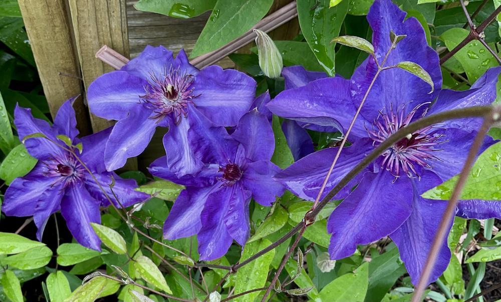 Photo of the bloom of Clematis 'The President' posted by floota ...