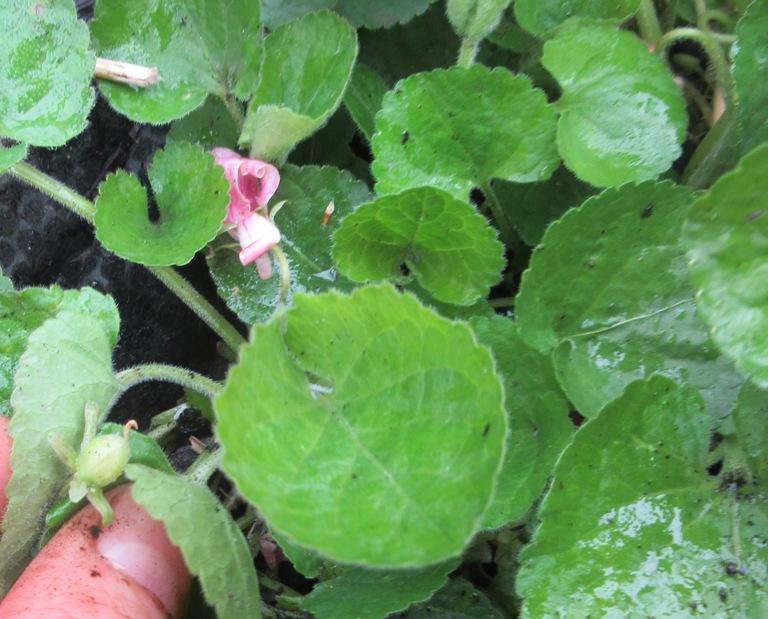 Photo of the seed pods or heads of Scented Violet (Viola odorata ...