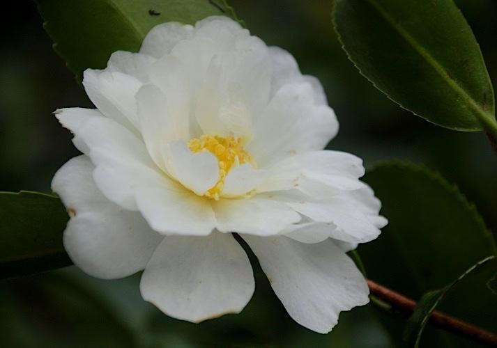 Hybrid Camellia (Camellia Ice Angels® Winter's Snowman) in the ...