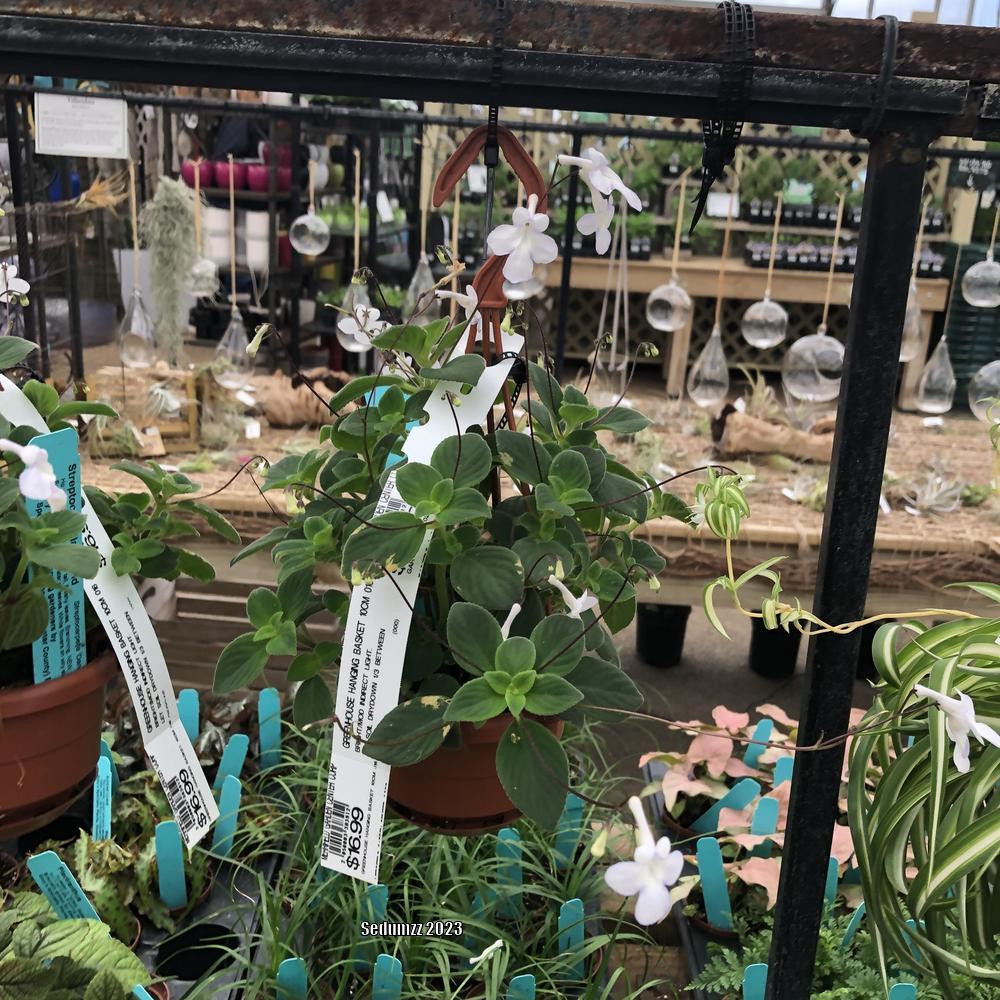 Streptocarpella (Streptocarpus saxorum 'Dancing Doves') in the Cape ...