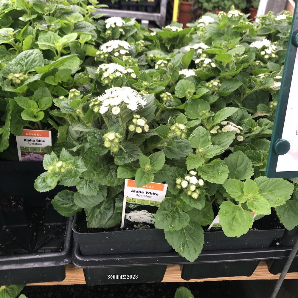 Photo of the entire plant of Ageratum (Ageratum houstonianum 'Aloha ...