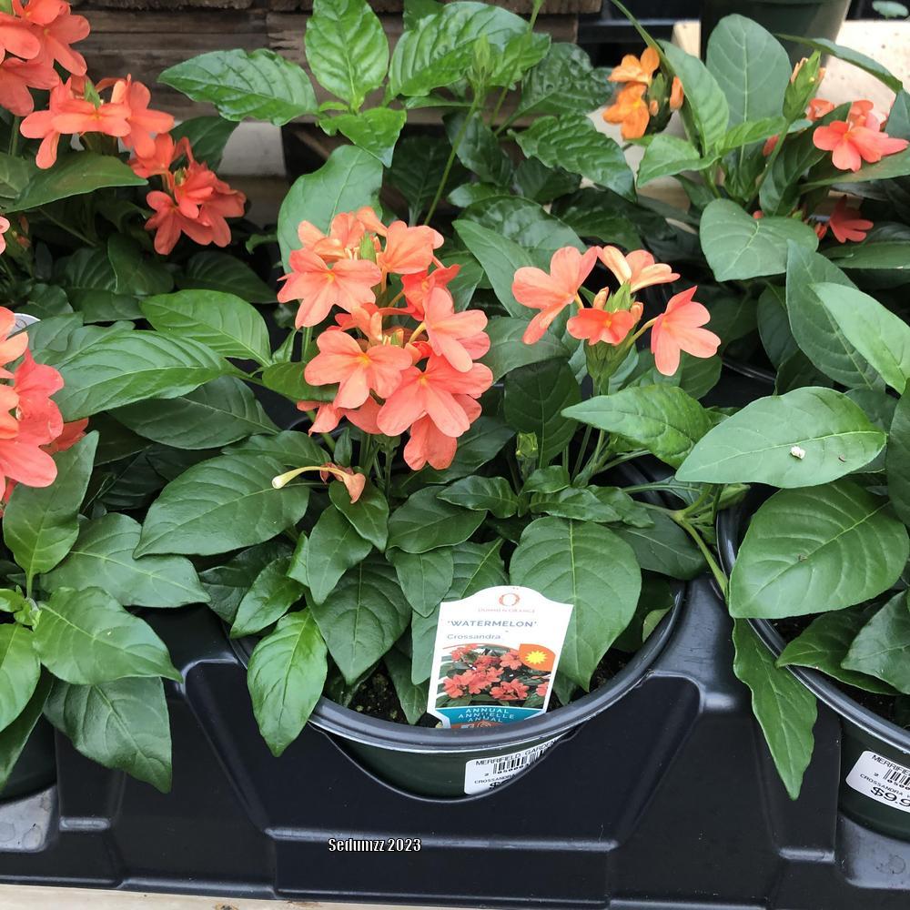 Crossandra 'Watermelon' - Garden.org