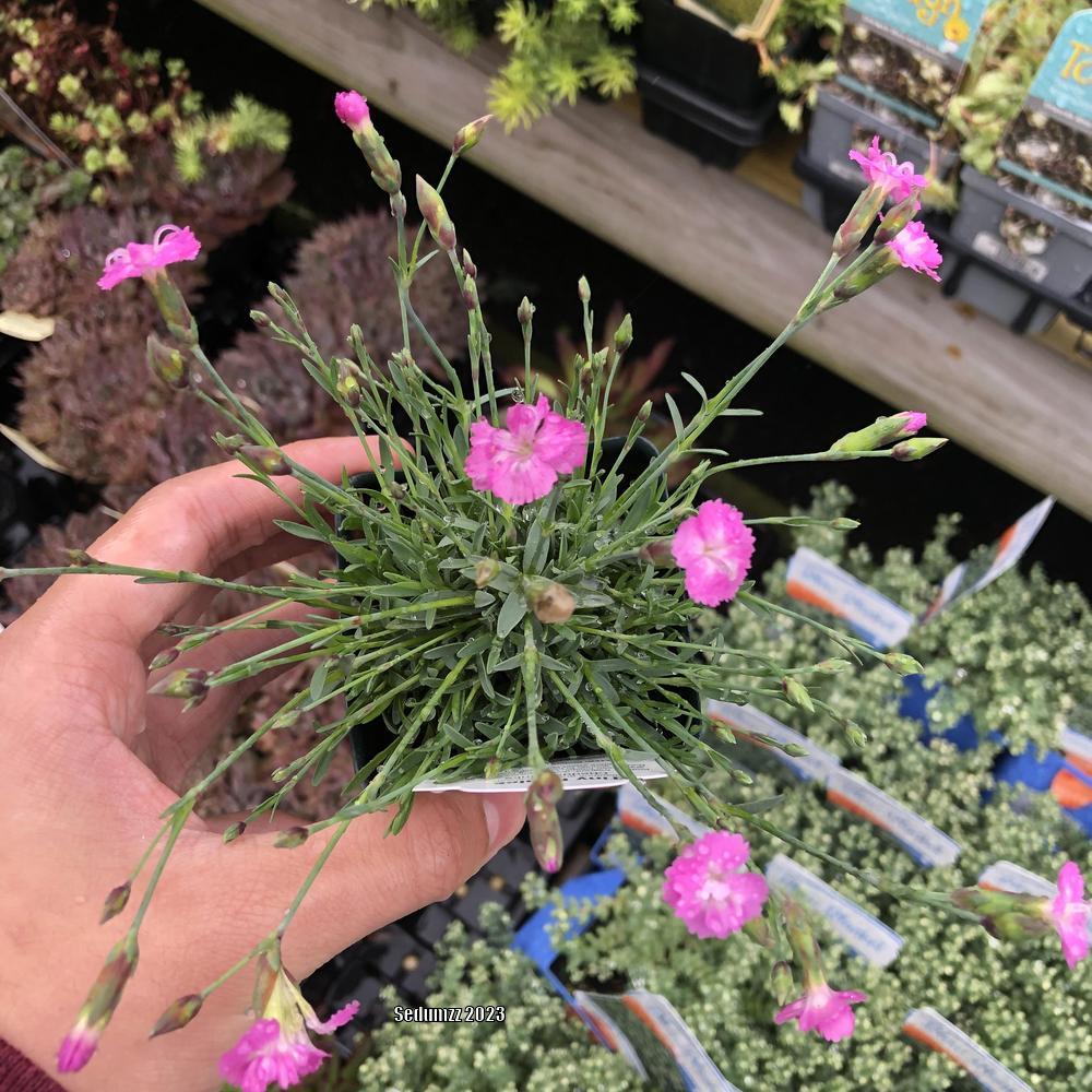 Photo of the entire plant of Cheddar Pink (Dianthus gratianopolitanus ...