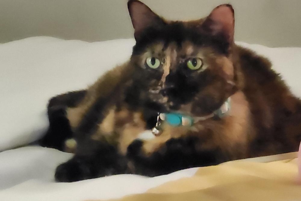 Pet Love 2023 in the Sandbox forum - Garden.org