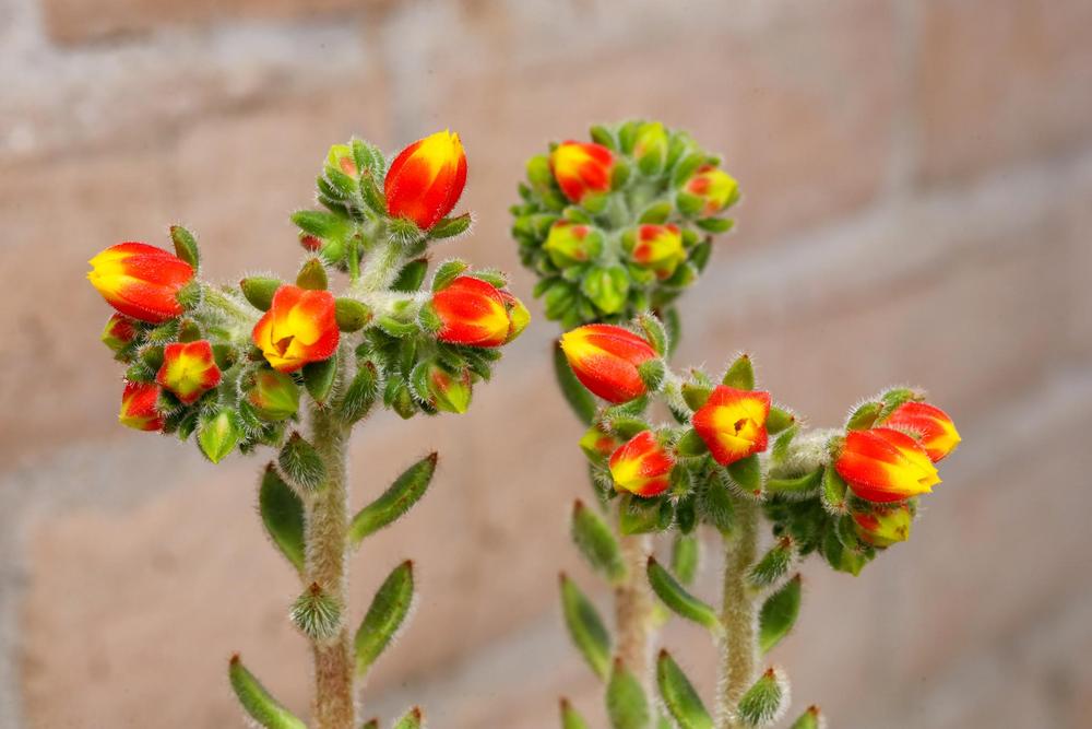 Photo of the bloom of Mexican Firecracker (Echeveria setosa) posted by ...