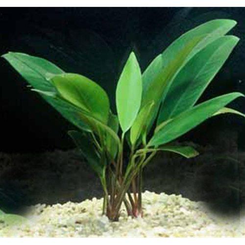 Photo of the entire plant of Anubias gigantea posted by HannahsGarden ...