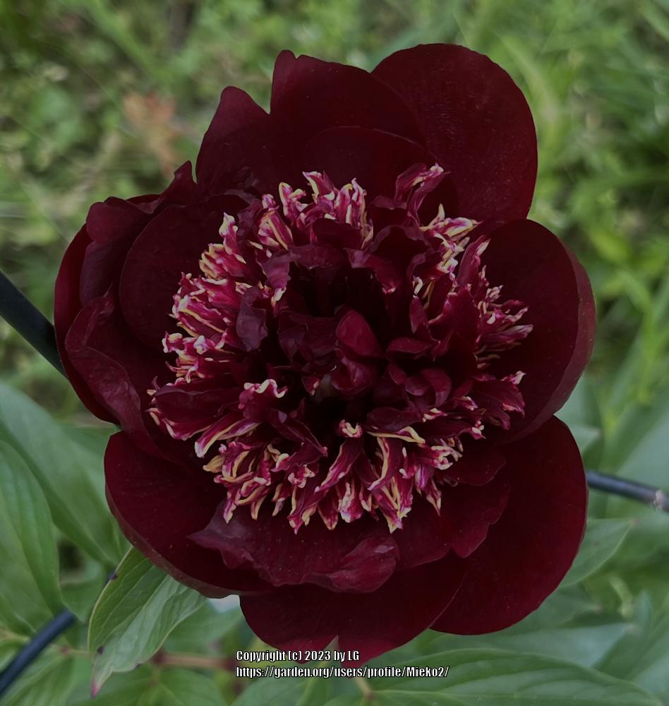 Photo of the bloom of Peony (Paeonia 'Bob') posted by Mieko2 - Garden.org