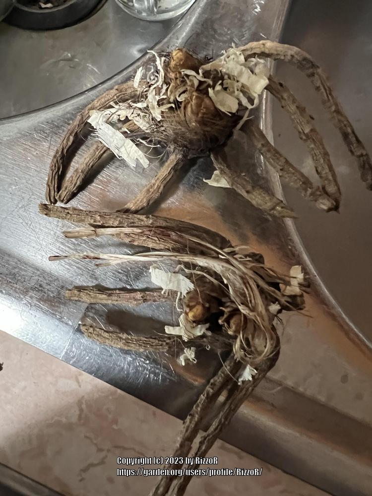 Photo of the roots of Foxtail Lily (Eremurus 'White Beauty') posted by ...