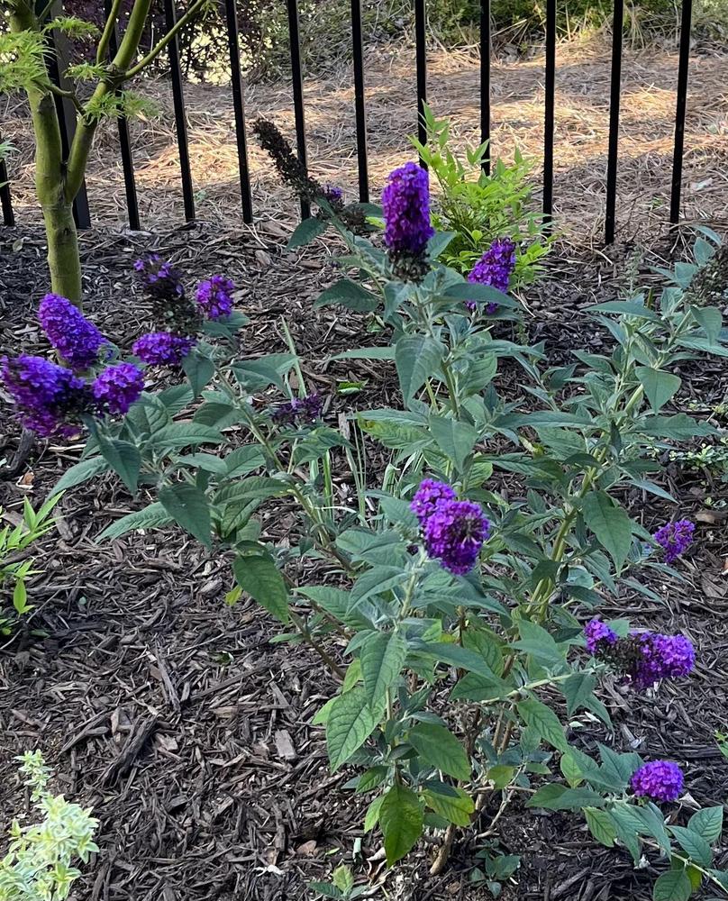 Photo of the entire plant of Butterfly Bush (Buddleja 'Miss Violet ...