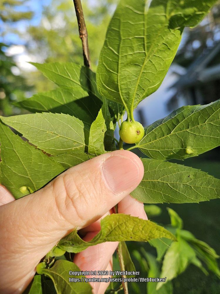 Photo of the leaves of Common Hackberry (Celtis occidentalis) posted by ...
