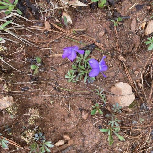 Prairie Violet (Viola pedatifida) in the Violas Database - Garden.org