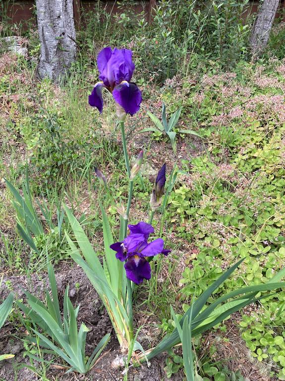 Photo of the entire plant of Tall Bearded Iris (Iris 'William A ...