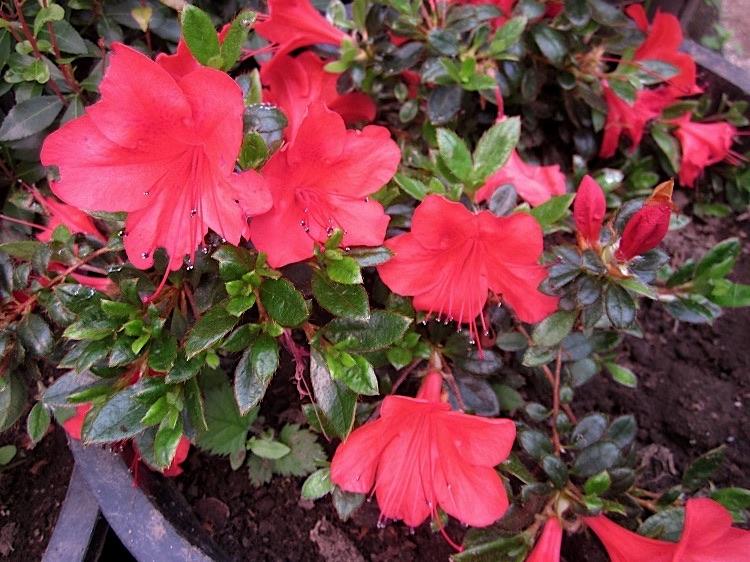 Photo of the bloom of Evergreen Azalea (Rhododendron nakaharae 'Mount ...