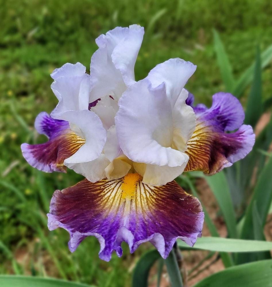 Photo of the bloom of Tall Bearded Iris (Iris 'Get Back') posted by ...