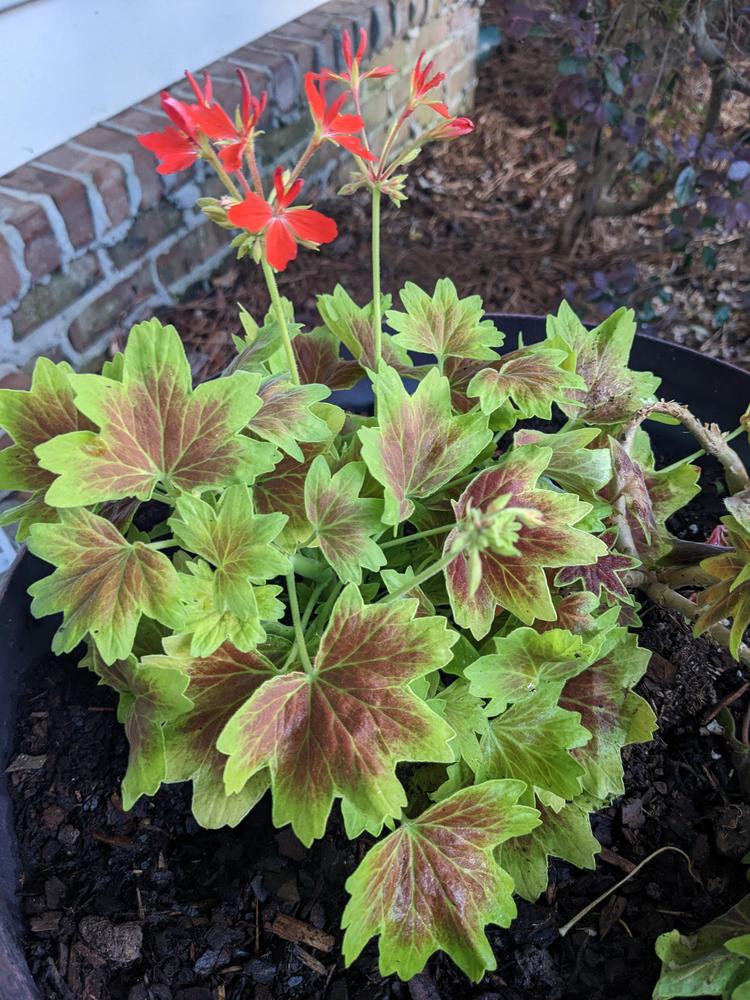 Photo of the entire plant of Zonal Geranium (Pelargonium x hortorum ...