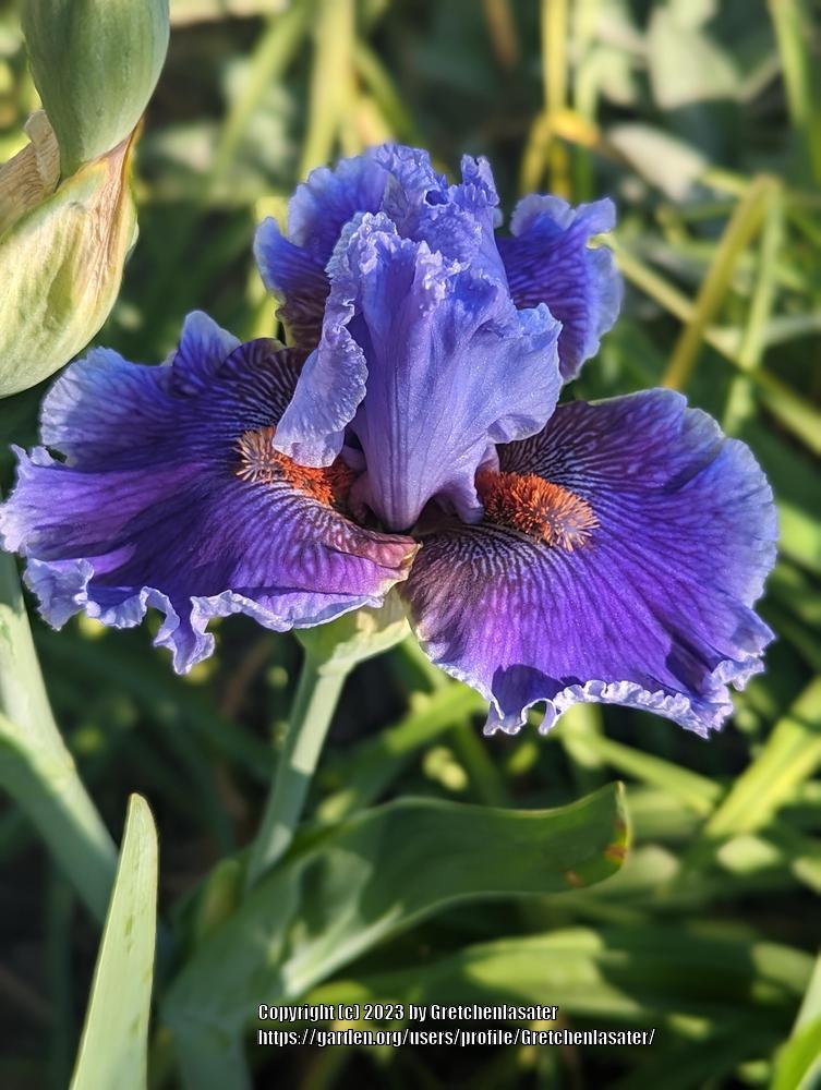 Photo of the bloom of Tall Bearded Iris (Iris 'Commanding Presence ...