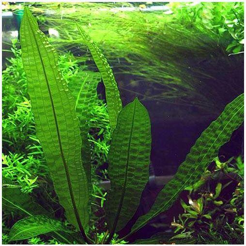 Photo of the entire plant of Aponogeton boivinianus posted by ...