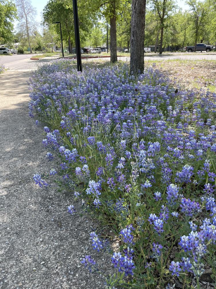 Dwarf Lupine (Lupinus nanus) - Garden.org