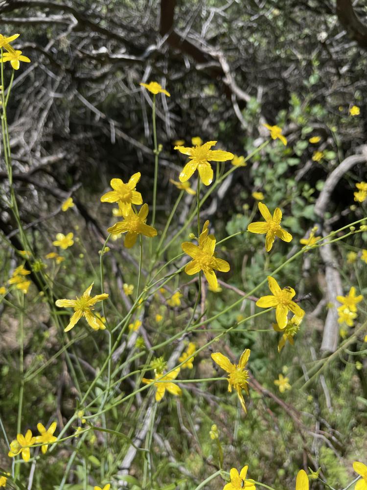 Photo of the bloom of Western Buttercup (Ranunculus occidentalis ...