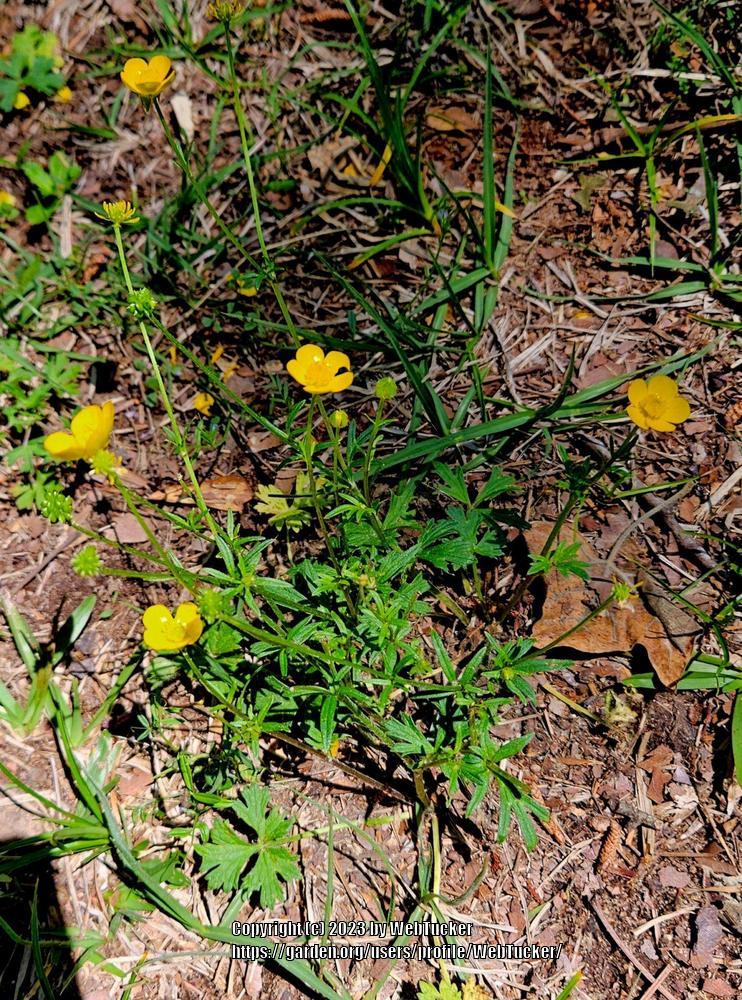 Photo of the entire plant of Bulbous Buttercup (Ranunculus bulbosus ...