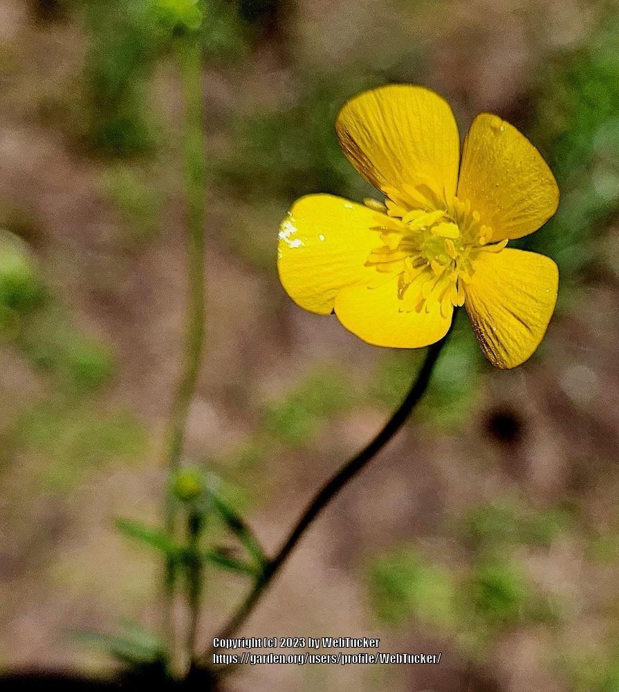 Photo of the bloom of Bulbous Buttercup (Ranunculus bulbosus) posted by ...