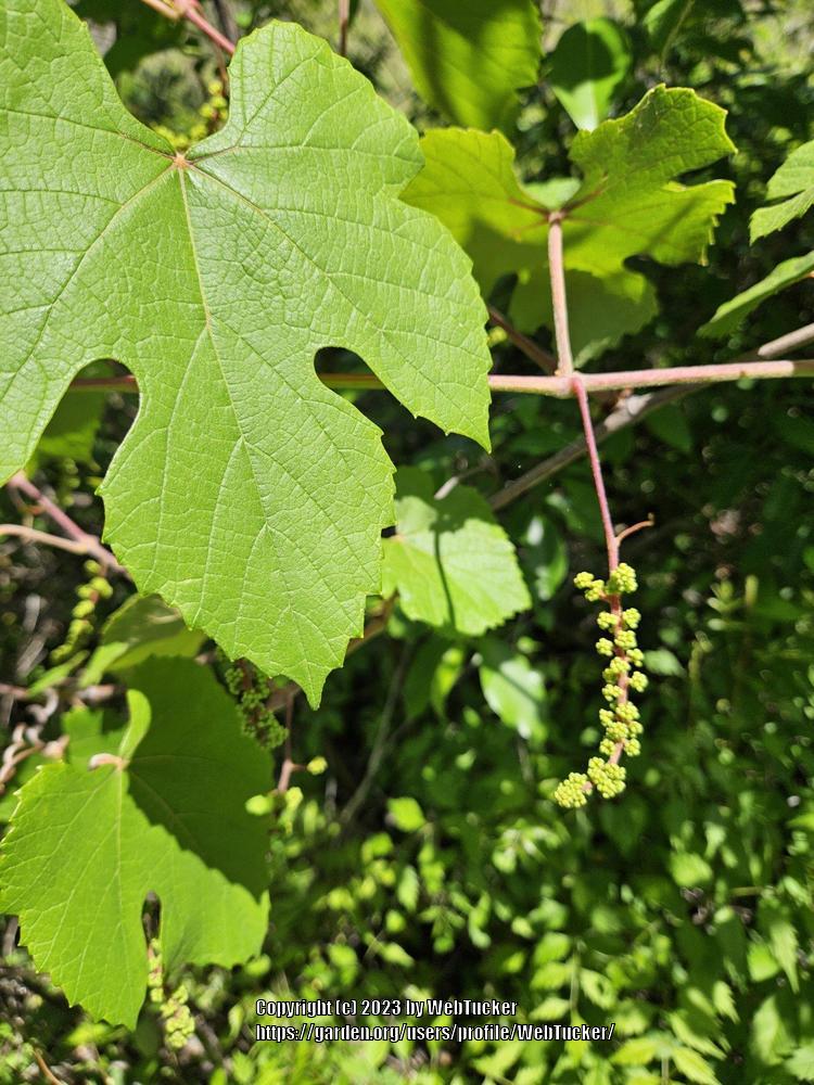 Photo of the entire plant of Summer Grape (Vitis aestivalis) posted by ...