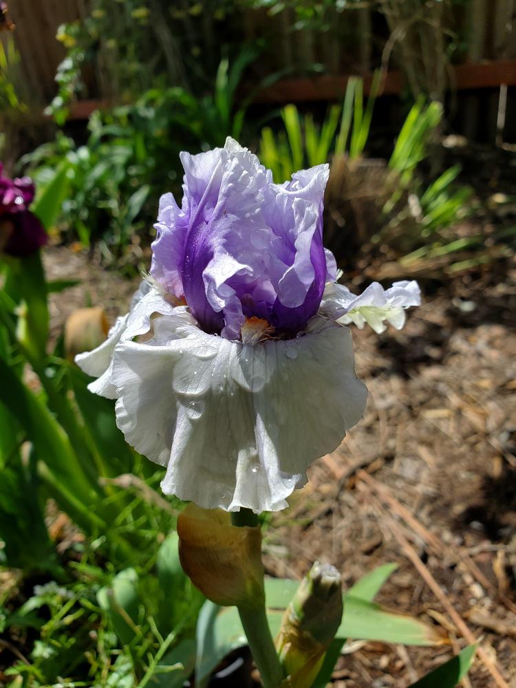 Photo of the bloom of Tall Bearded Iris (Iris 'Frontline') posted by jigs1968 - Garden.org