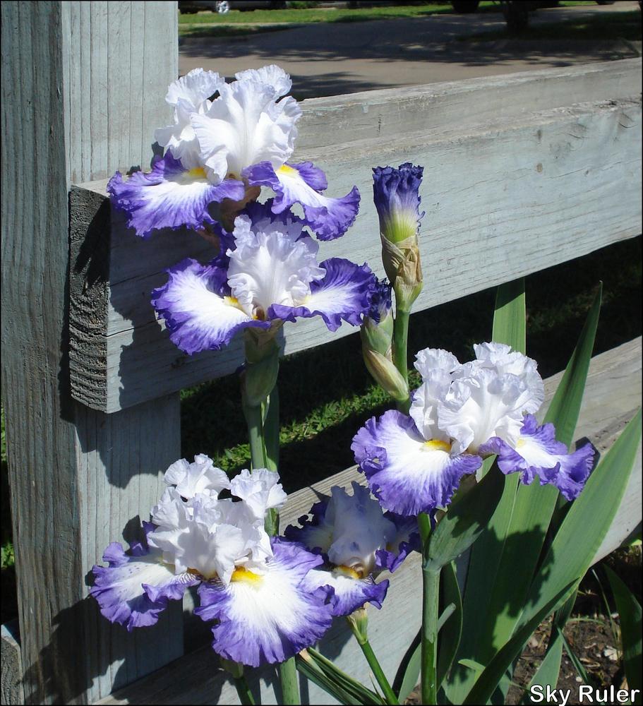 Tall Bearded Iris (Iris 'Sky Ruler') in the Irises Database - Garden.org