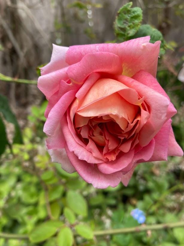 Rose (Rosa 'Oratam') in the Roses Database - Garden.org