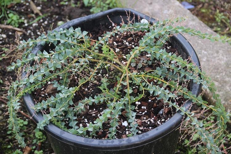 Acacia pravissima 'Bushwalk Baby' - Garden.org