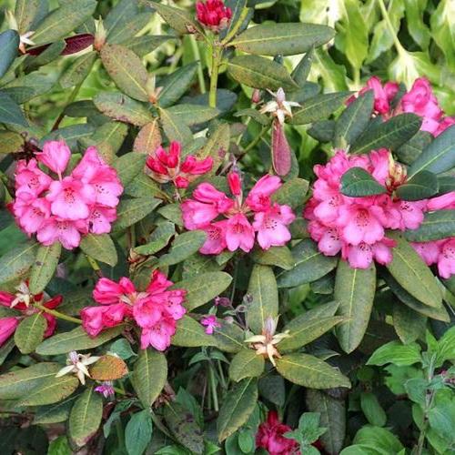 Rhododendron 'Wine and Roses' in the Rhododendrons Database - Garden.org