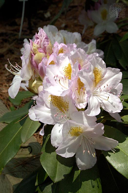 Photo of the bloom of Catawba Rhododendron (Rhododendron catawbiense ...