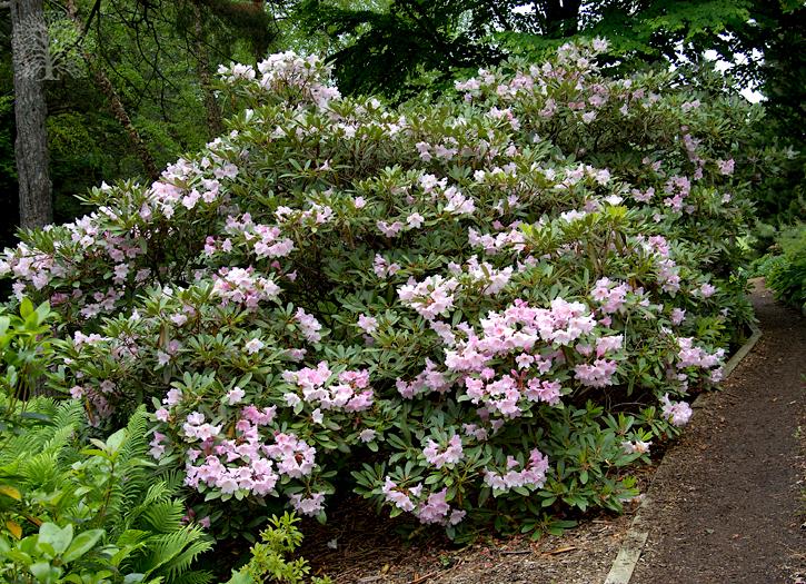 Photo of the entire plant of Rhododendron 'Cadis' posted by scvirginia ...
