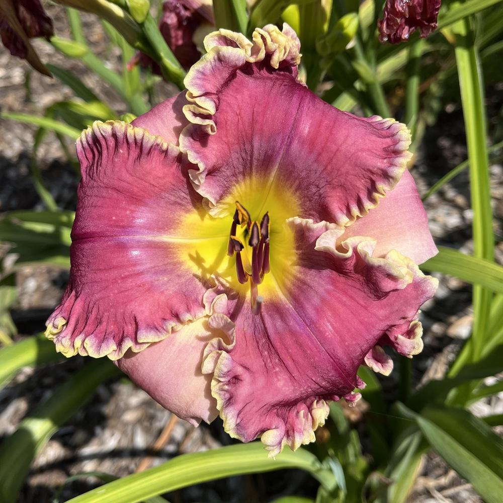Photo of the bloom of Daylily (Hemerocallis 'Existential Avatar ...