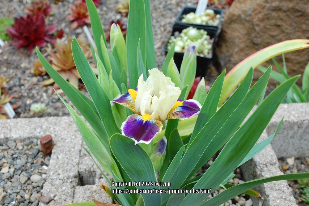 Photo of the entire plant of Miniature Dwarf Bearded Iris (Iris 'Boink ...