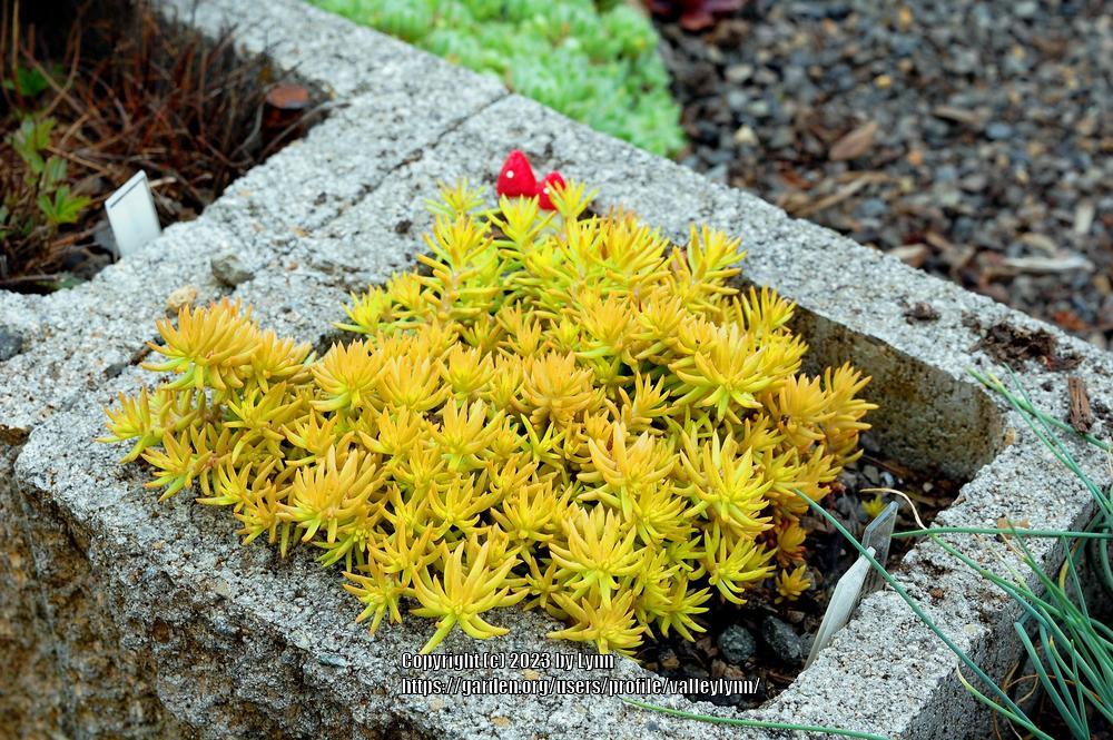 Sedum (Petrosedum rupestre SunSparkler® Angelina's Teacup) - Garden.org