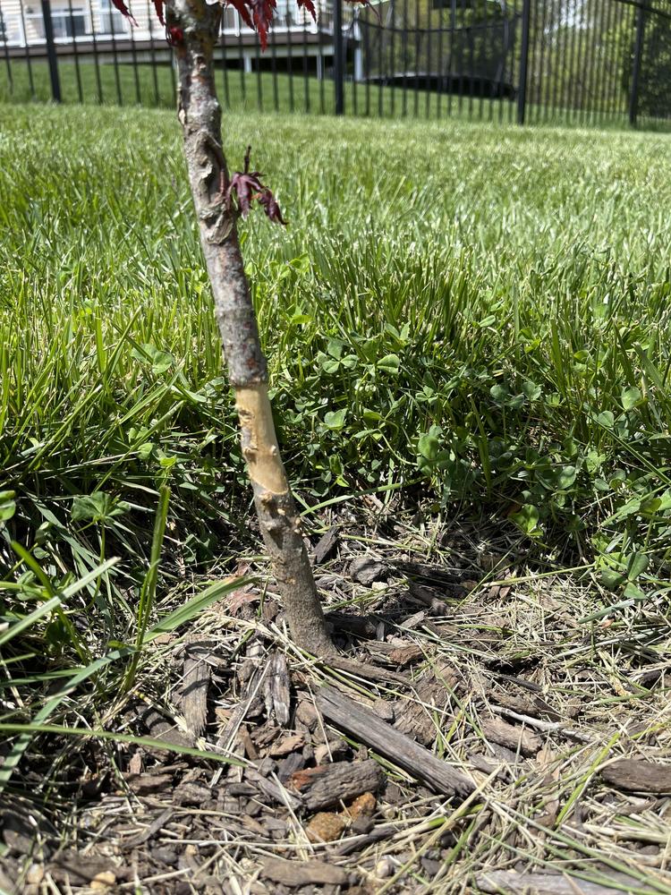Young Japanese Maple Tree Health in the Ask a Question forum - Garden.org