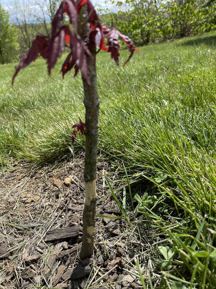 Young Japanese Maple Tree Health in the Ask a Question forum - Garden.org