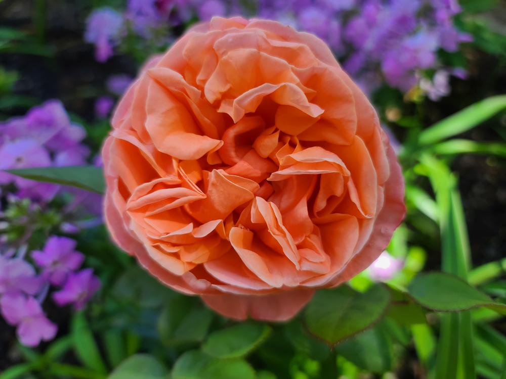 Rose (Rosa 'Mademoiselle Meilland') in the Roses Database - Garden.org