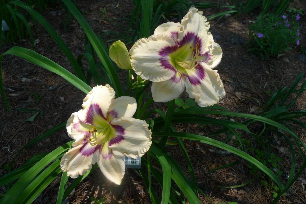 Daylily (Hemerocallis 'Blackberry Tart') in the Daylilies Database ...