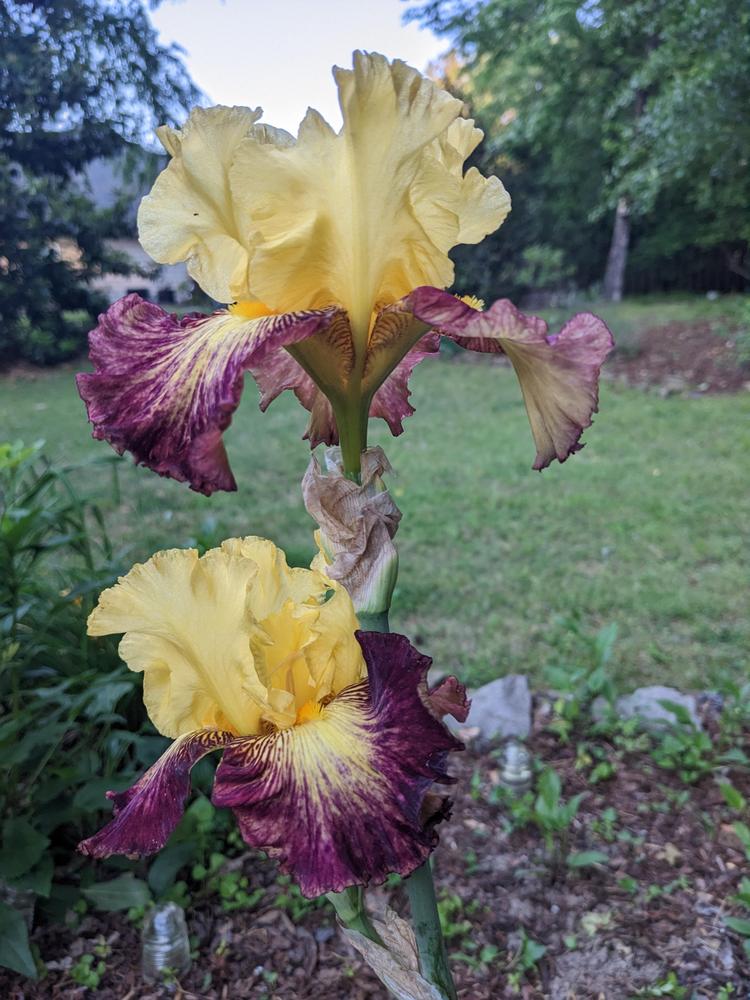 Photo of the bloom of Tall Bearded Iris (Iris 'Ruby Fusion') posted by ...