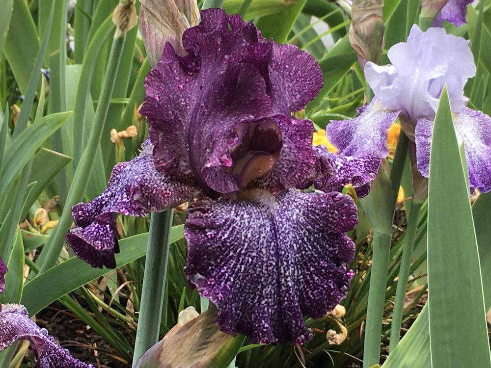 Photo of the bloom of Tall Bearded Iris (Iris 'Dark Storm') posted by ...