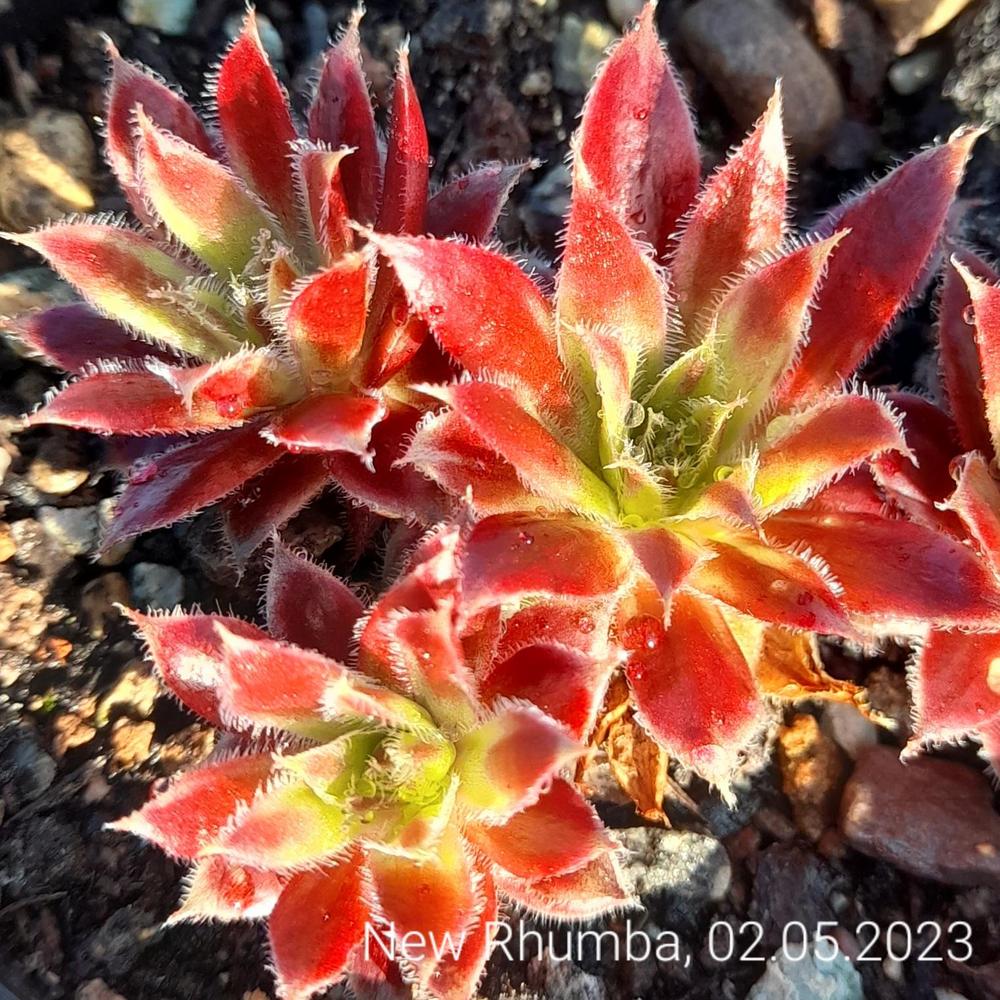 Photo of the entire plant of Hen and Chicks (Sempervivum 'New Rhumba ...