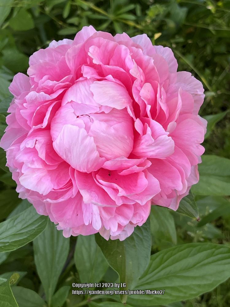 Photo of the bloom of Peony (Paeonia 'Bess Bockstoce') posted by Mieko2 - Garden.org
