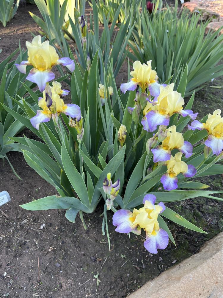 Photo of the entire plant of Miniature Tall Bearded Iris (Iris 'Please ...