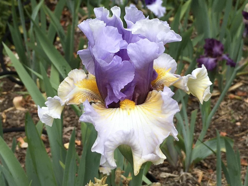 Photo of the bloom of Tall Bearded Iris (Iris 'Collusion') posted by Neela - Garden.org