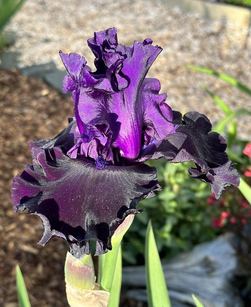 Tall Bearded Iris (Iris 'Secret Romance') in the Irises Database ...