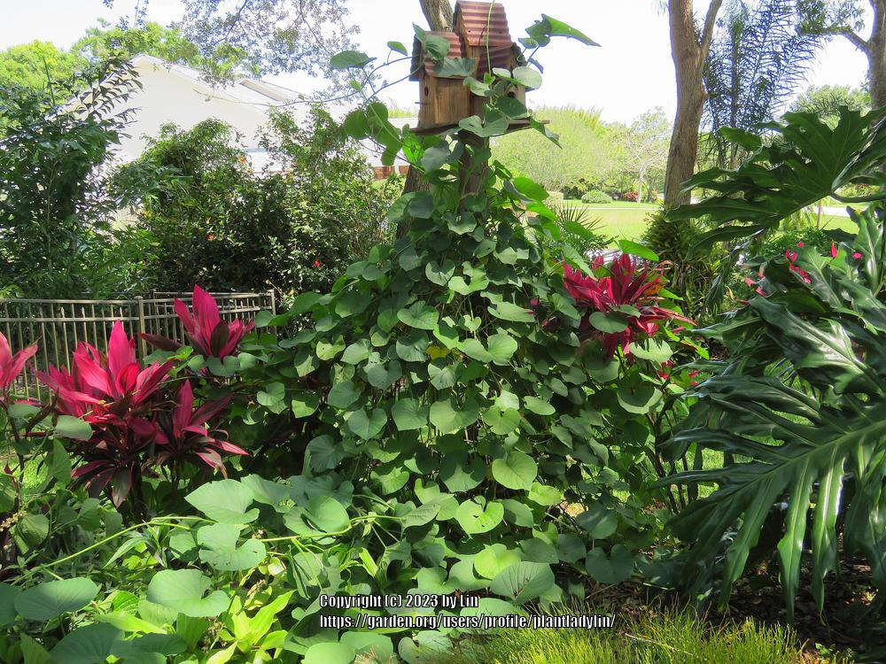 Photo of the entire plant of Hawaiian Bells (Stictocardia beraviensis ...